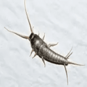 Why do Silverfish appear in my home and Should I be concerned?